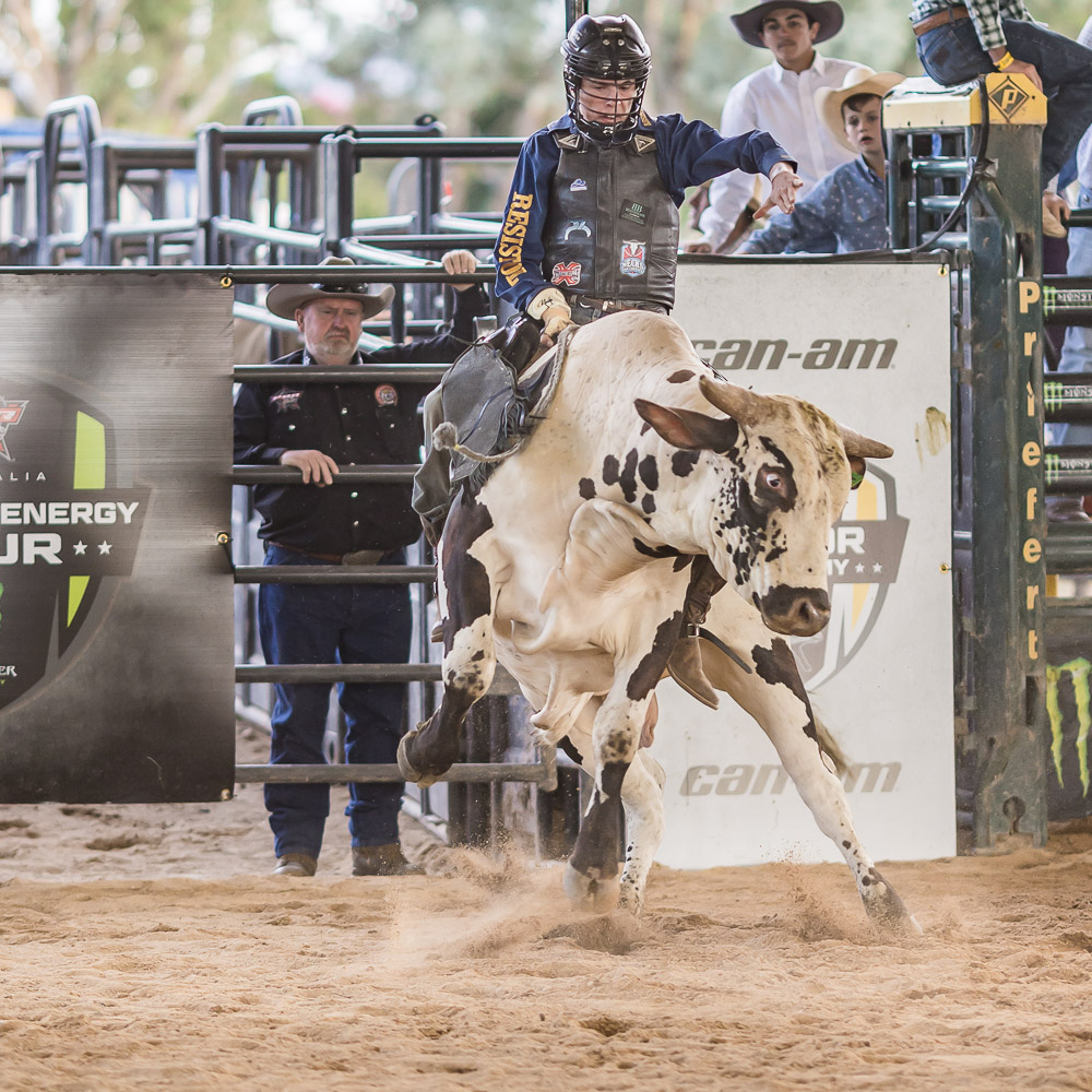 RISING STARS - PORTFOLIO - PBR AUSTRALIA - SCONE - FEBRUARY 2022 - www ...