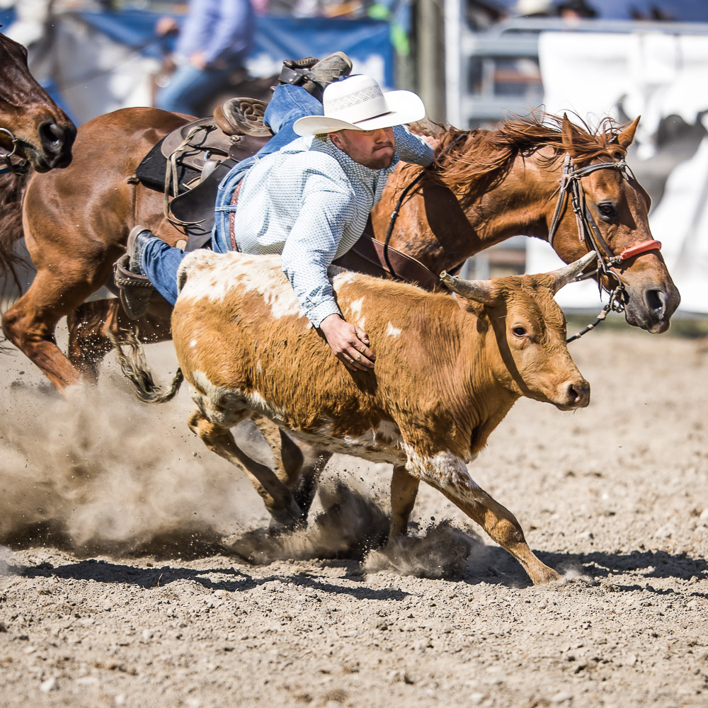 STEER WRESTLING - PORTFOLIO - RODEO - METHVEN RODEO 2022 - www ...